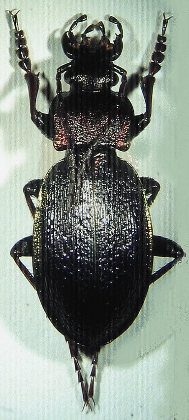 Réf. 29838 — INSECTA > Coleoptera > Carabidae > Carabus (Morphocarabus ...