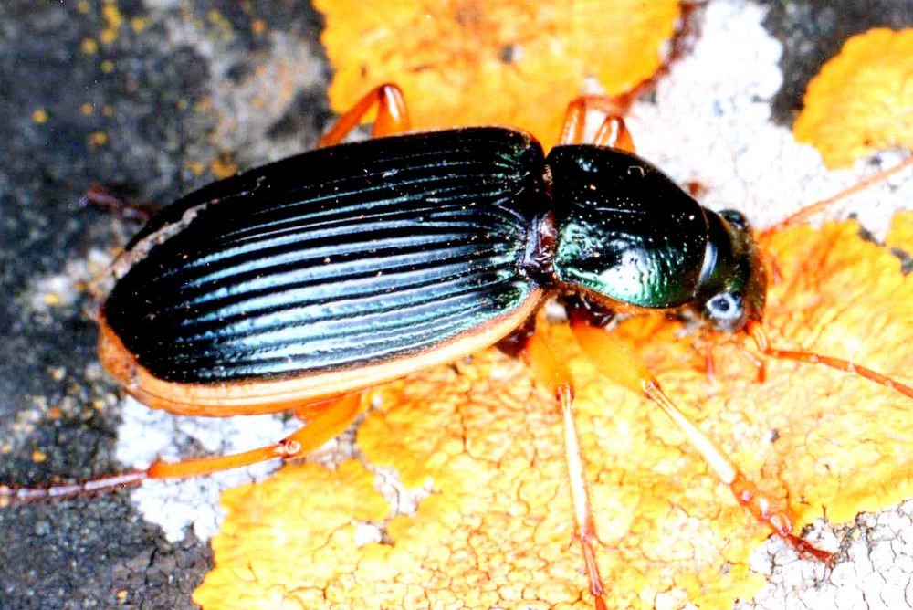Réf. 29978 — INSECTA > Coleoptera > Carabidae > Chlaenius (Epomis ...