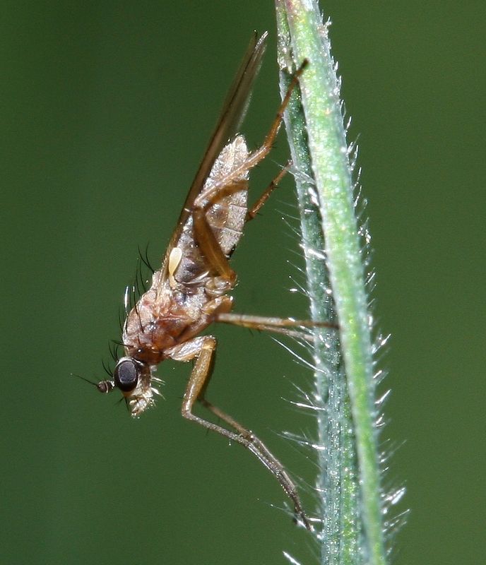 Réf. 29409 — INSECTA > Diptera > Lonchopteridae > Lonchoptera sp. - www ...
