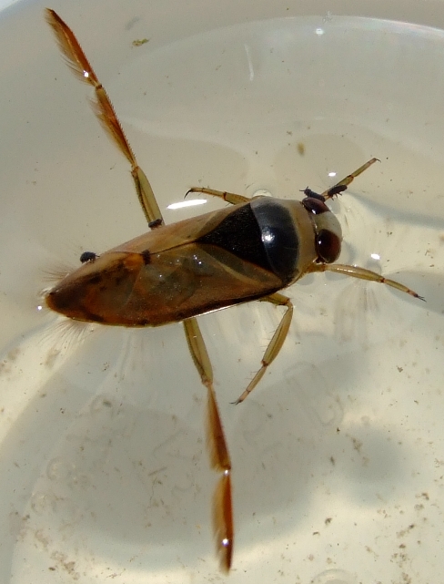 Réf. 29627 — INSECTA > Heteroptera > Notonectidae > Notonecta sp. - www ...