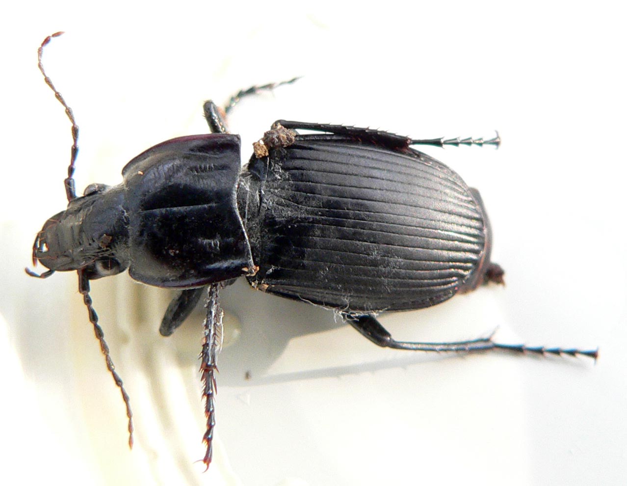 Abax (Abax) parallelepipedus (Insecta, Coleoptera, Carabidae) - www ...