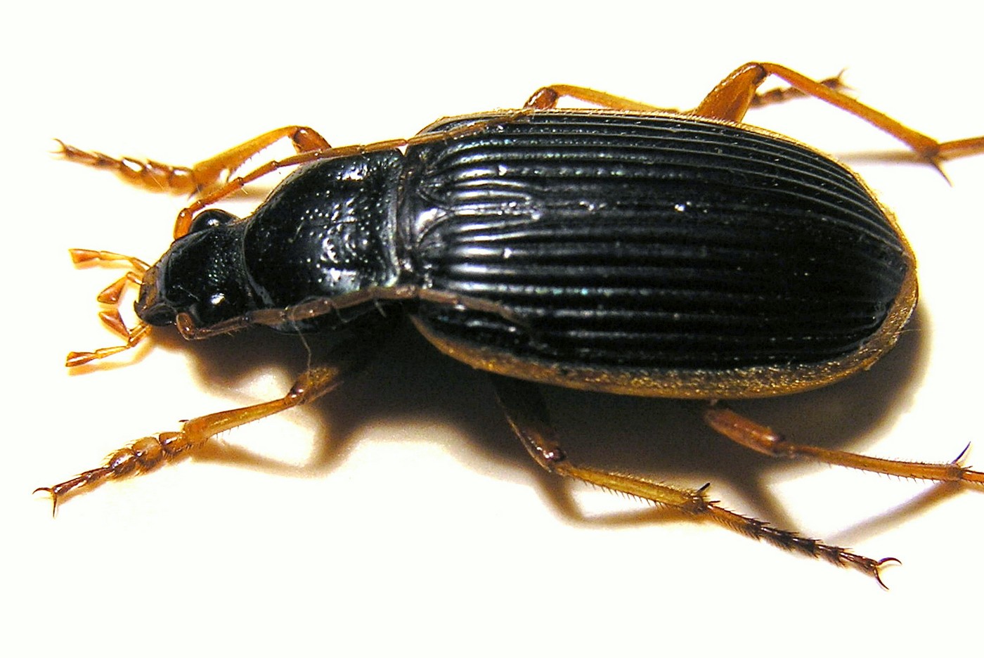 Réf. 29981 — INSECTA > Coleoptera > Carabidae > Chlaenius (Epomis ...