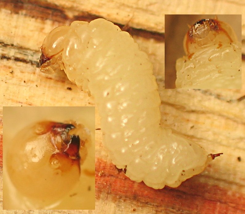 Réf. 29690 — INSECTA > Hymenoptera > Xiphydriidae > Xiphydria sp. - www ...