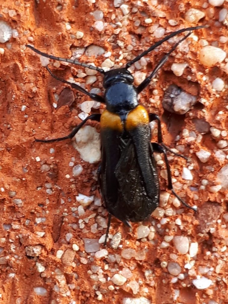 Réf. 290533 — INSECTA > Coleoptera > Meloidae > Sitaris (Sitaris ...