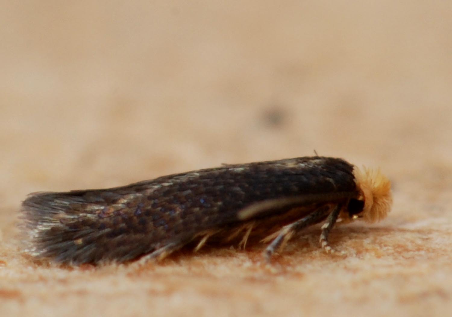 Réf. 290611 — INSECTA > Lepidoptera > Nepticulidae > Stigmella ...