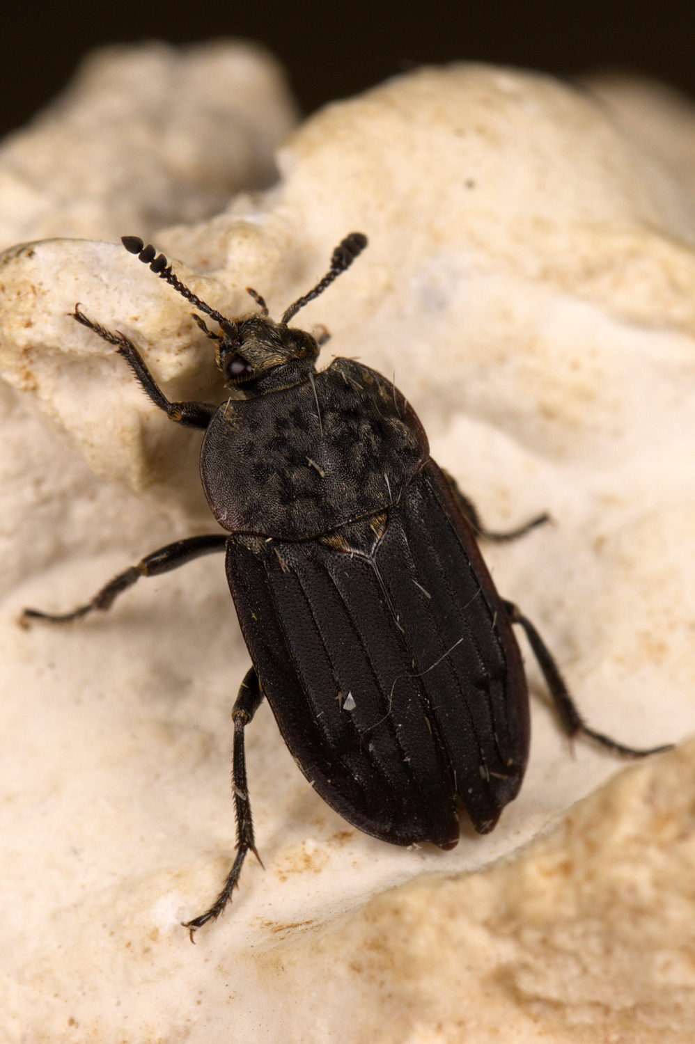 Réf. 291633 — INSECTA > Coleoptera > Silphidae > Thanatophilus sinuatus ...