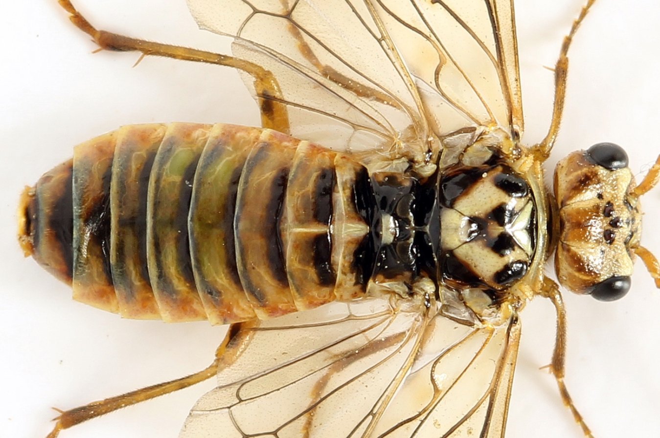 Réf. 291685 — INSECTA > Hymenoptera > Pamphiliidae > Cephalcia arvensis ...