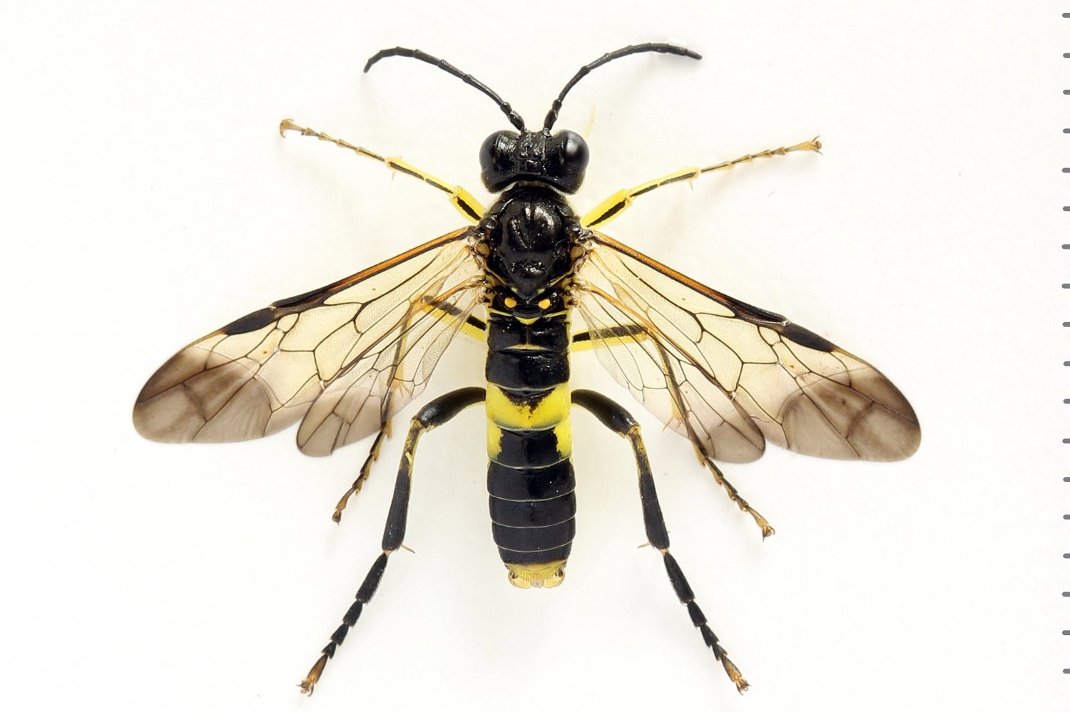 Réf. 291076 — INSECTA > Hymenoptera > Tenthredinidae > Tenthredo ...