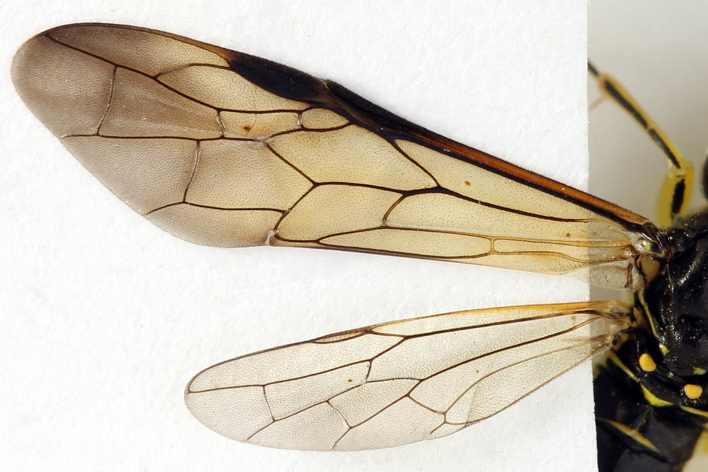 Réf. 291081 — INSECTA > Hymenoptera > Tenthredinidae > Tenthredo ...