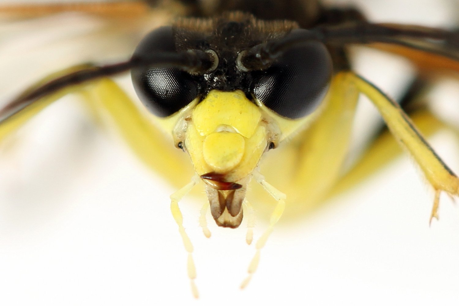 Réf. 291084 — INSECTA > Hymenoptera > Tenthredinidae > Tenthredo ...