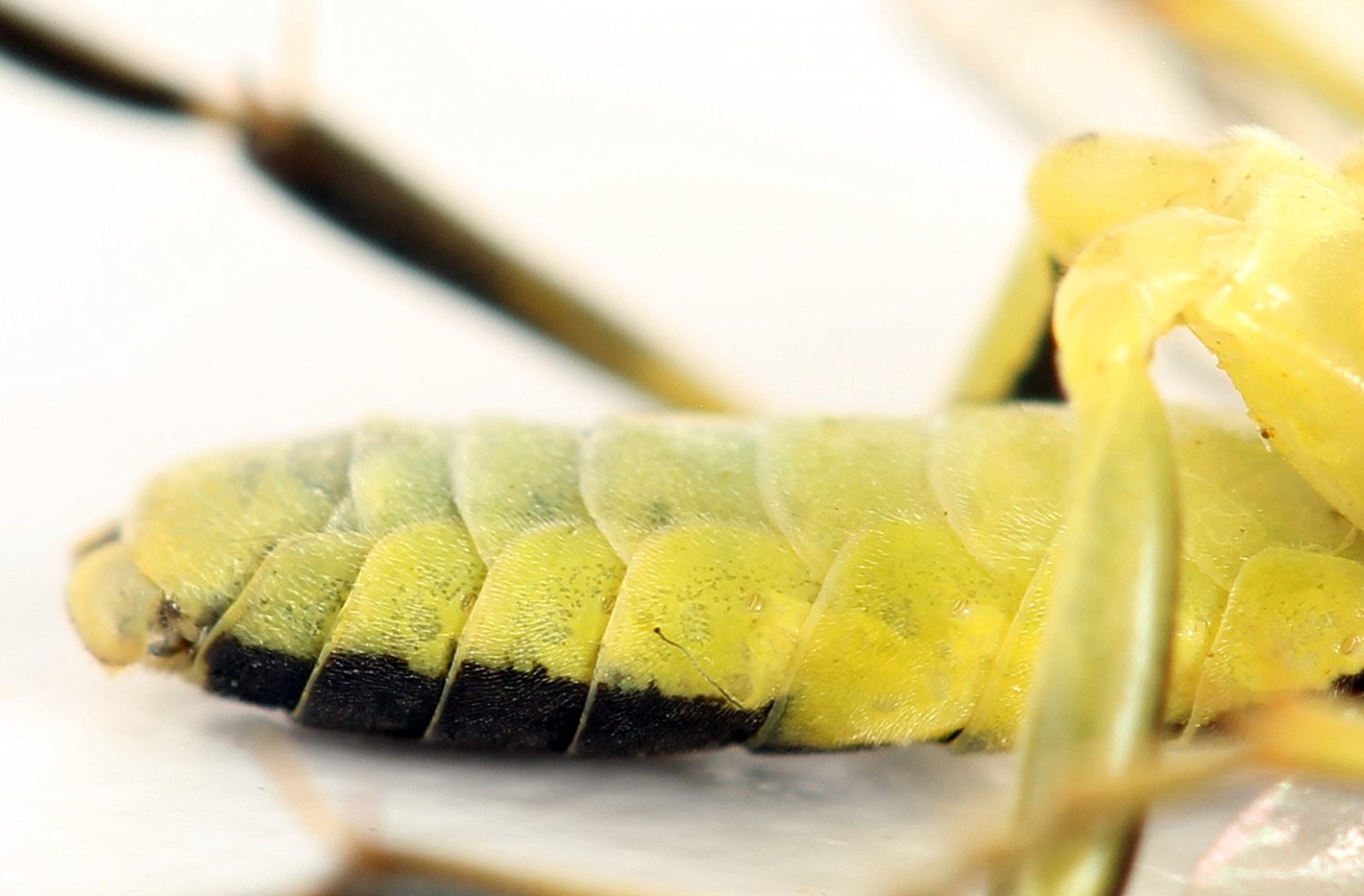 Réf. 291087 — INSECTA > Hymenoptera > Tenthredinidae > Tenthredo ...