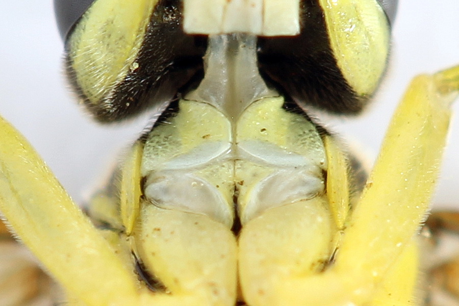 Réf. 291089 — INSECTA > Hymenoptera > Tenthredinidae > Tenthredo ...