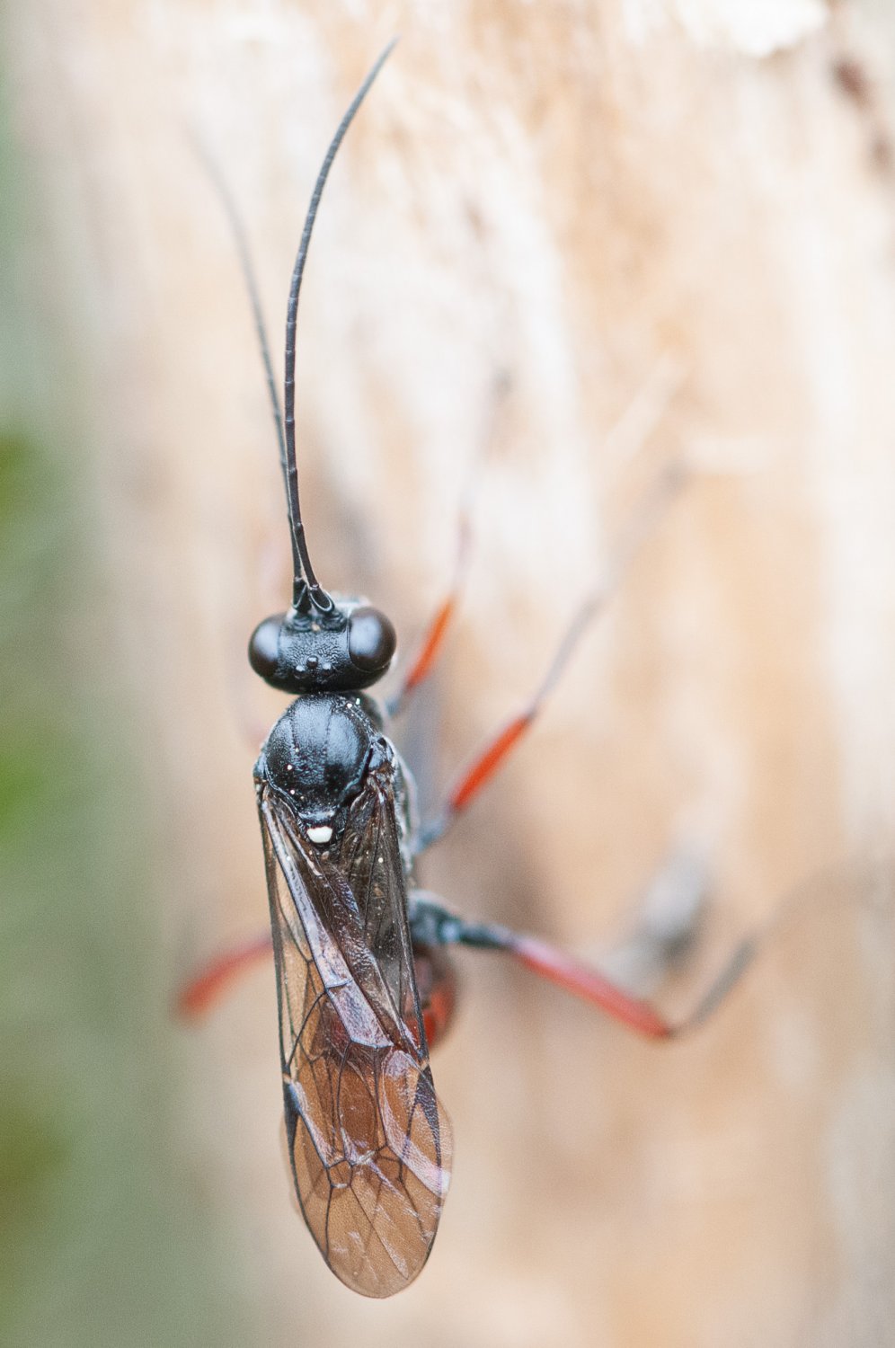 Réf. 292039 — INSECTA > Hymenoptera > Ichneumonidae > Hoplocryptus ...