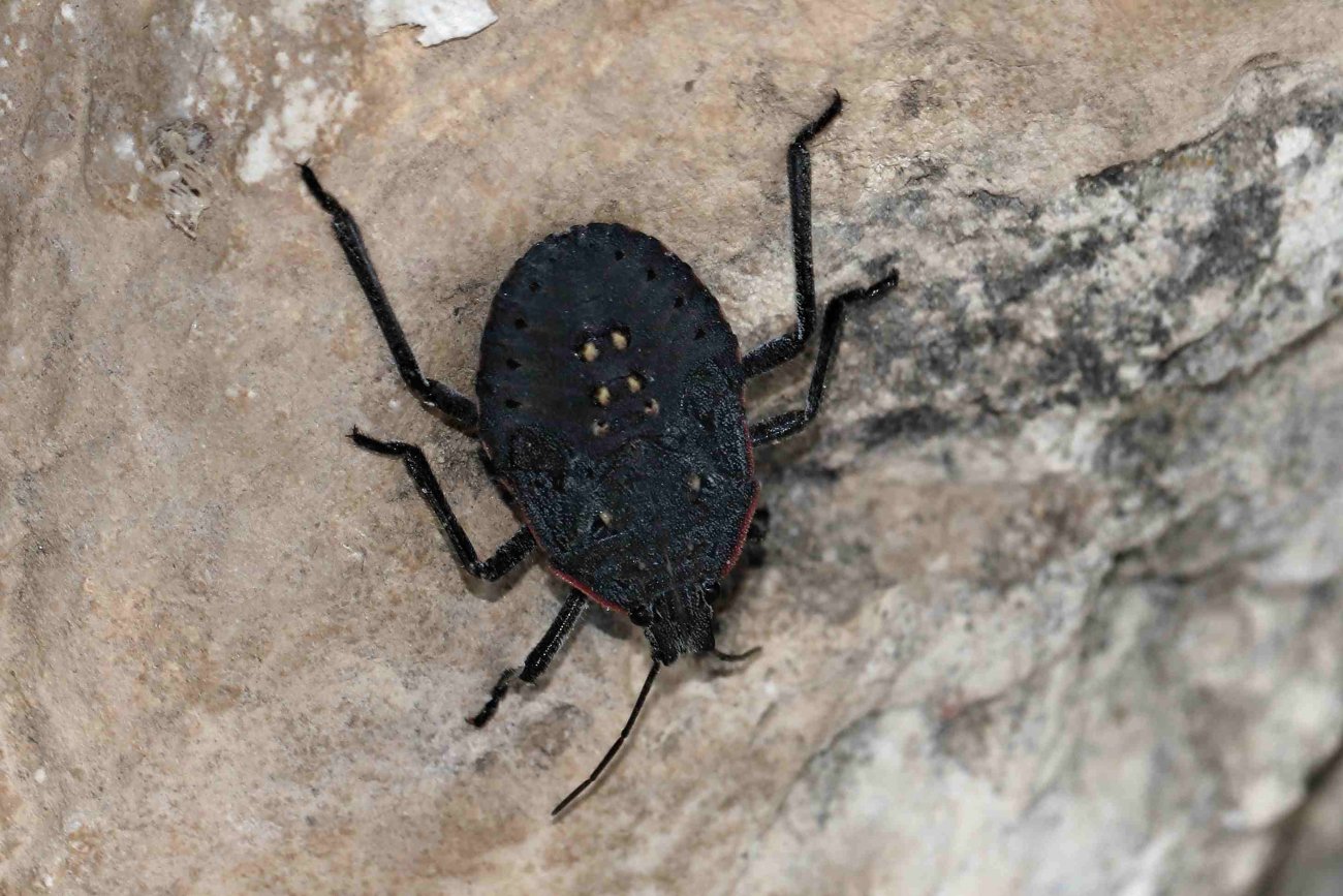 Réf. 292179 — INSECTA > Heteroptera > Pentatomidae > Apodiphus amygdali ...