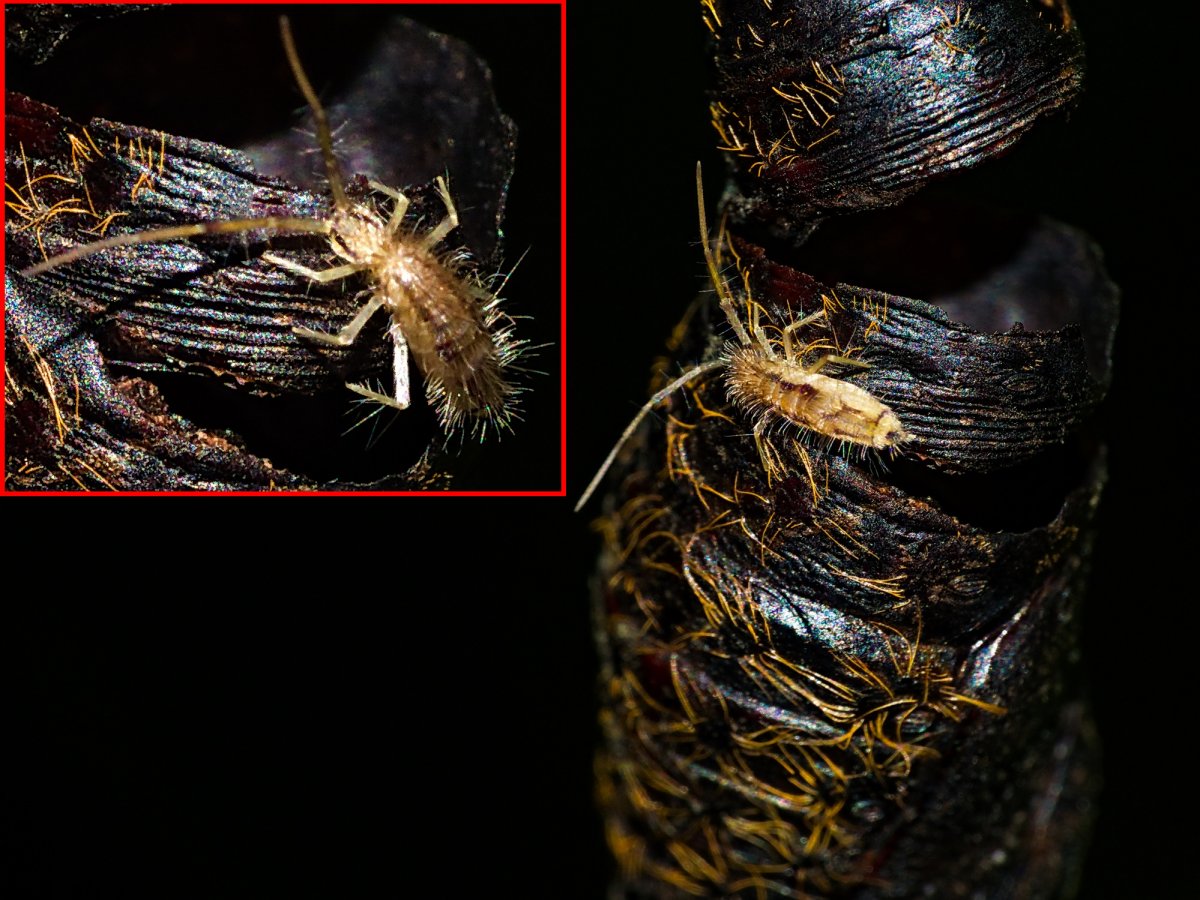 Réf. 292287 — ENTOGNATHA > Collembola > Entomobryidae > Entomobrya ...