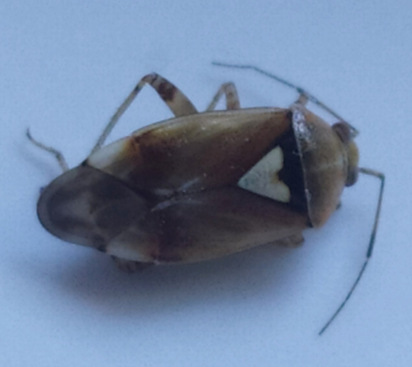 Réf. 292274 — INSECTA > Heteroptera > Miridae > Lygus sp. - www.galerie ...