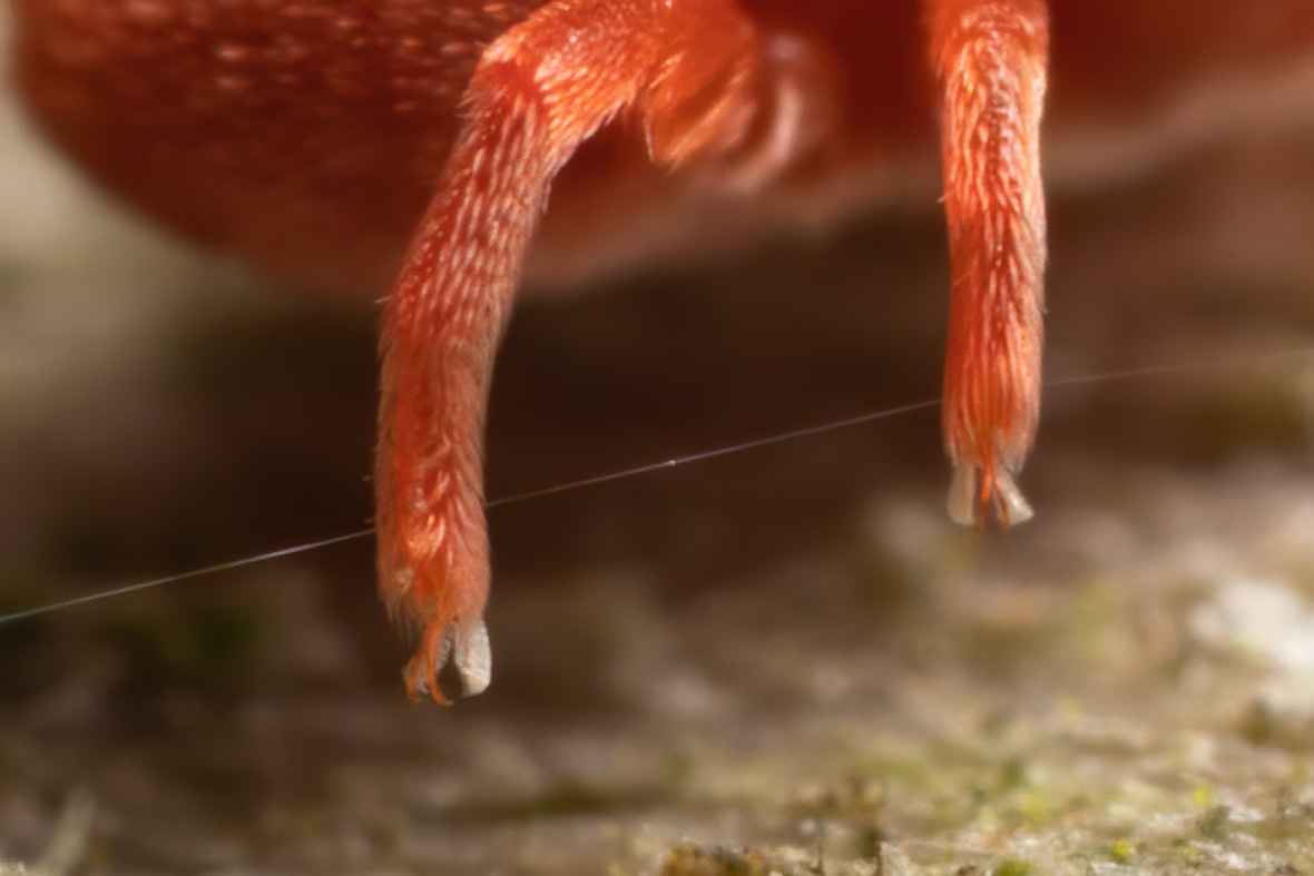 Réf. 293792 — ARACHNIDA > Prostigmata > Trombidiidae > Allothrombium sp ...