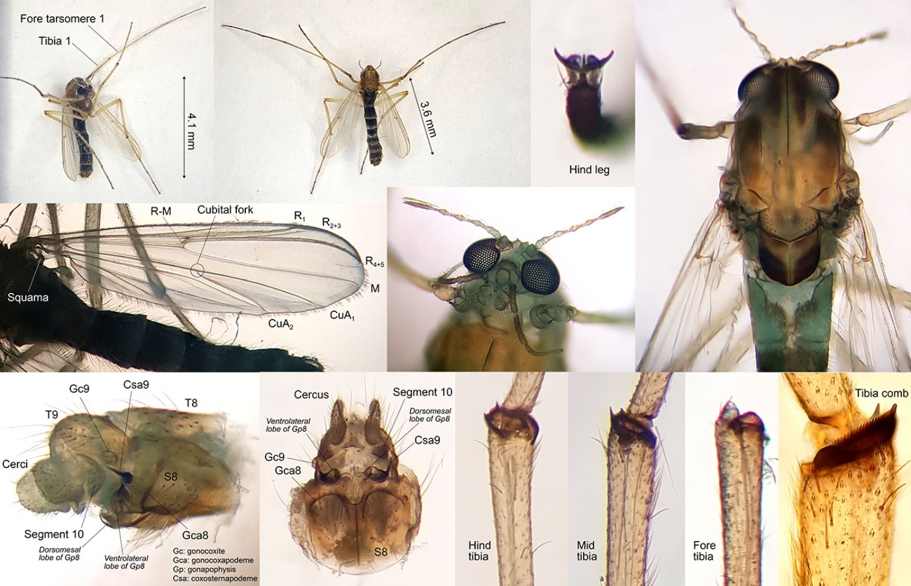 Réf. 294620 — INSECTA > Diptera > Chironomidae > Chironomus (Chironomus ...