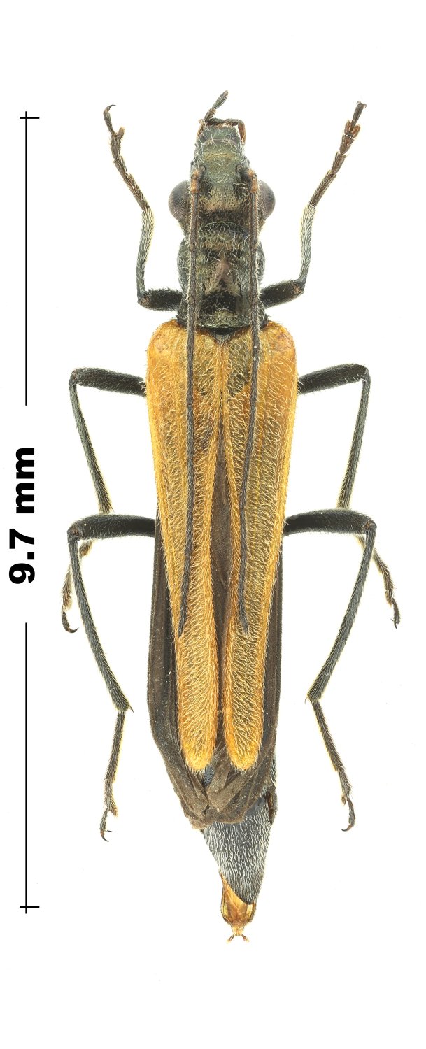 Réf. 294025 — INSECTA > Coleoptera > Oedemeridae > Oedemera (Oedemera ...