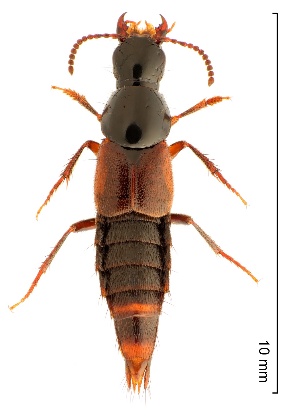 Réf. 294039 — INSECTA > Coleoptera > Staphylinidae > Quedius ...