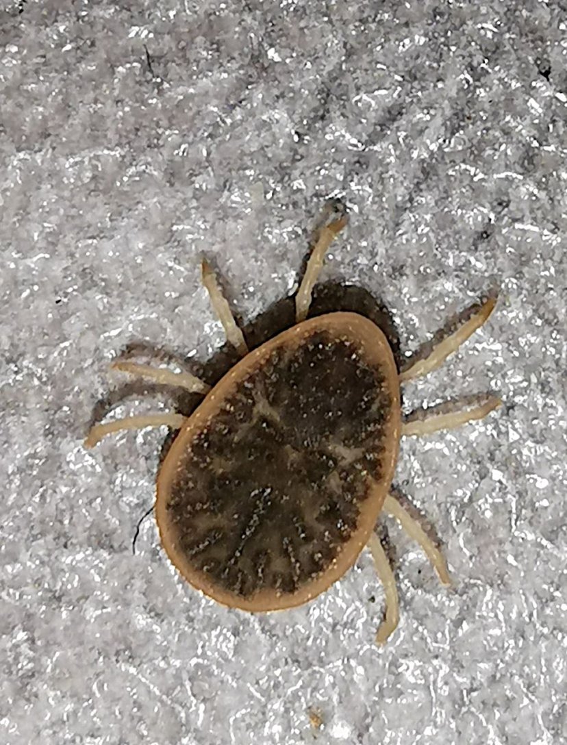 Réf. 294497 — ARACHNIDA > Ixodida > Argasidae > Argas (Argas) reflexus ...