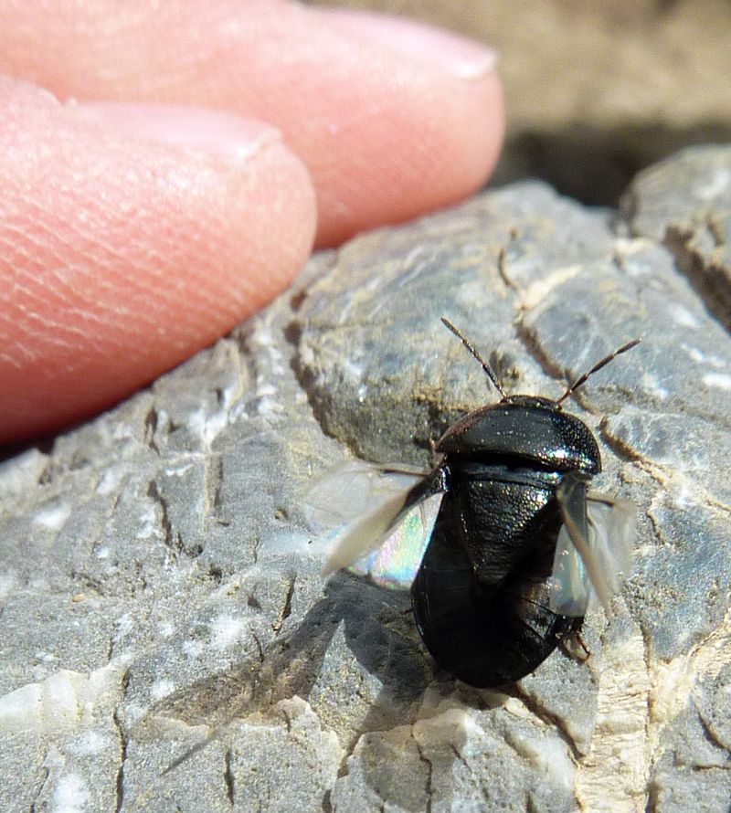 Réf. 295856 — INSECTA > Heteroptera > Cydnidae > Sehirus sp. - www ...