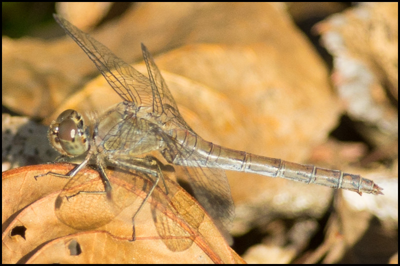 Réf. 295539 — INSECTA > Odonata > Libellulidae > Sympetrum striolatum ...