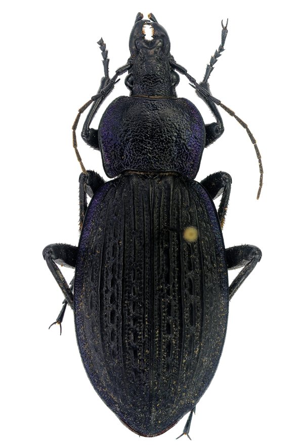Réf. 295994 — INSECTA > Coleoptera > Carabidae > Carabus (Macrothorax ...