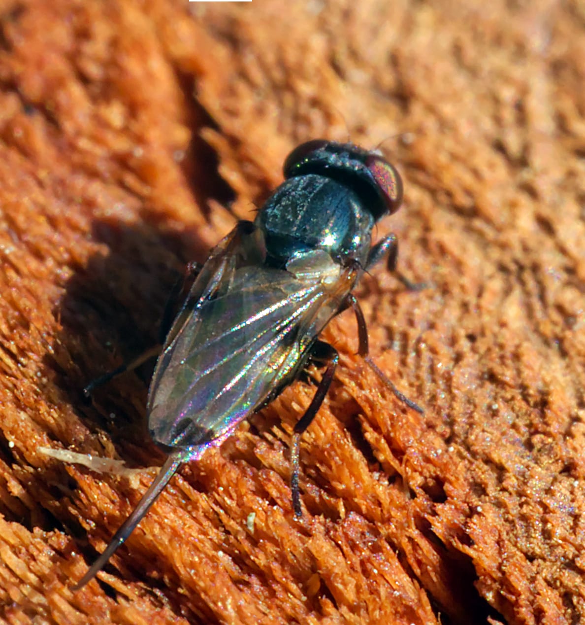 Réf. 295744 — INSECTA > Diptera > Ulidiidae > Euxesta pechumani - www ...