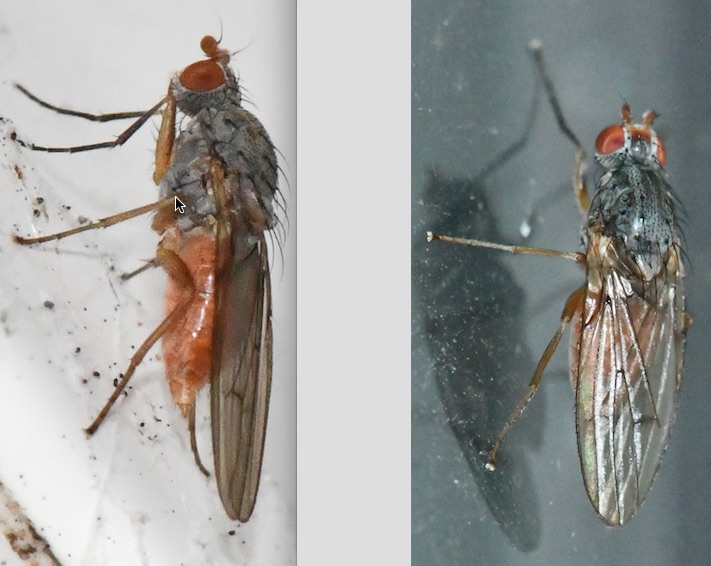 Réf. 295382 — INSECTA > Diptera > Heleomyzidae > Tephrochlamys tarsalis ...