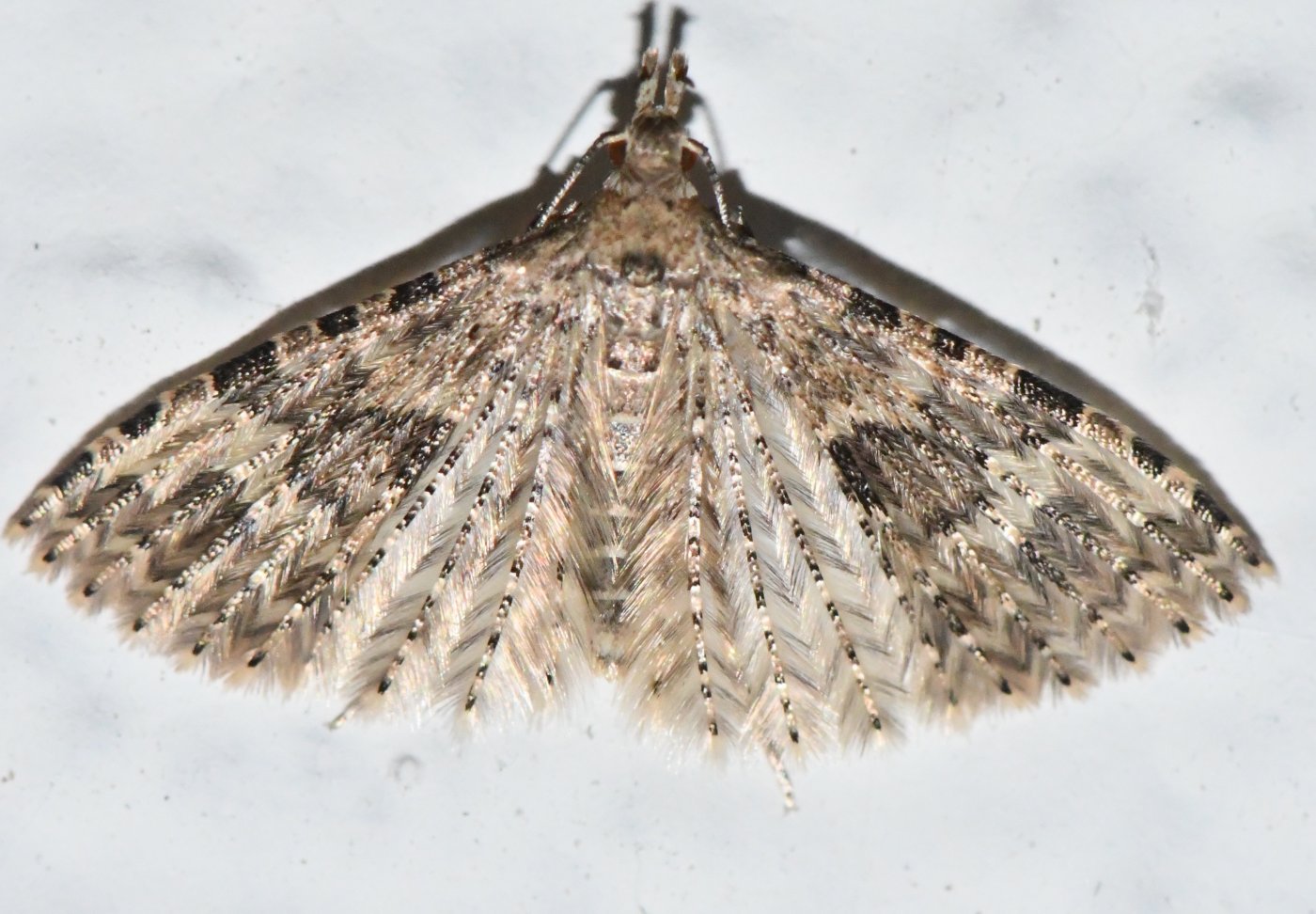 Réf. 296403 — INSECTA > Lepidoptera > Alucitidae > Alucita hexadactyla ...