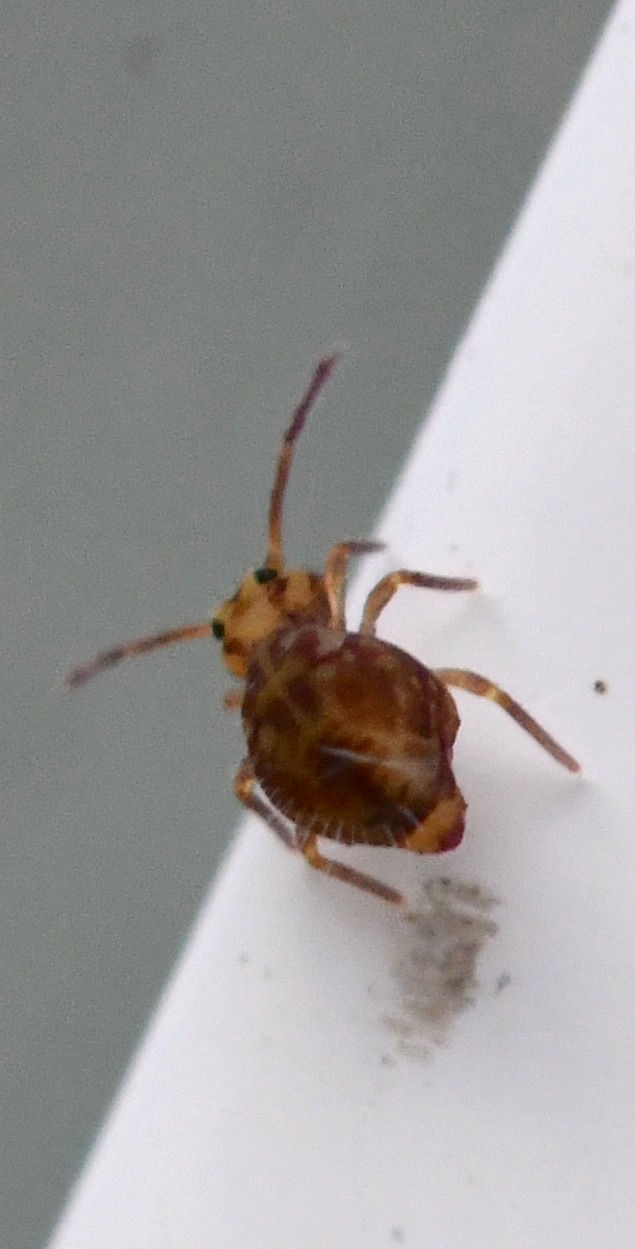 Réf. 296716 — ENTOGNATHA > Collembola > Dicyrtomidae > Dicyrtomina ...