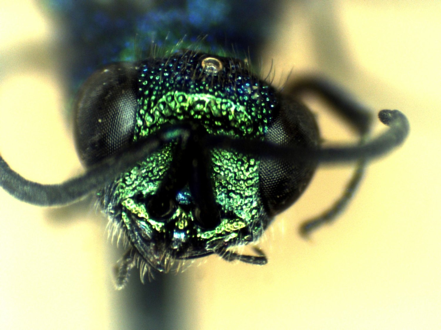 Réf. 297085 — INSECTA > Hymenoptera > Chrysididae > Chrysis corusca ...