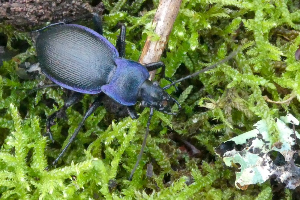 Réf. 297026 — INSECTA > Coleoptera > Carabidae > Carabus (Mesocarabus ...