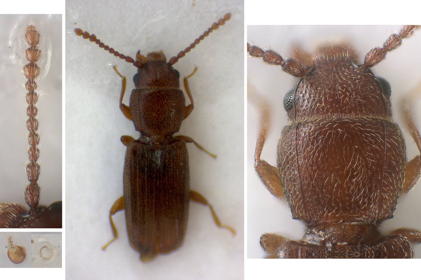 Réf. 298528 — INSECTA > Coleoptera > Laemophloeidae > Cryptolestes sp ...