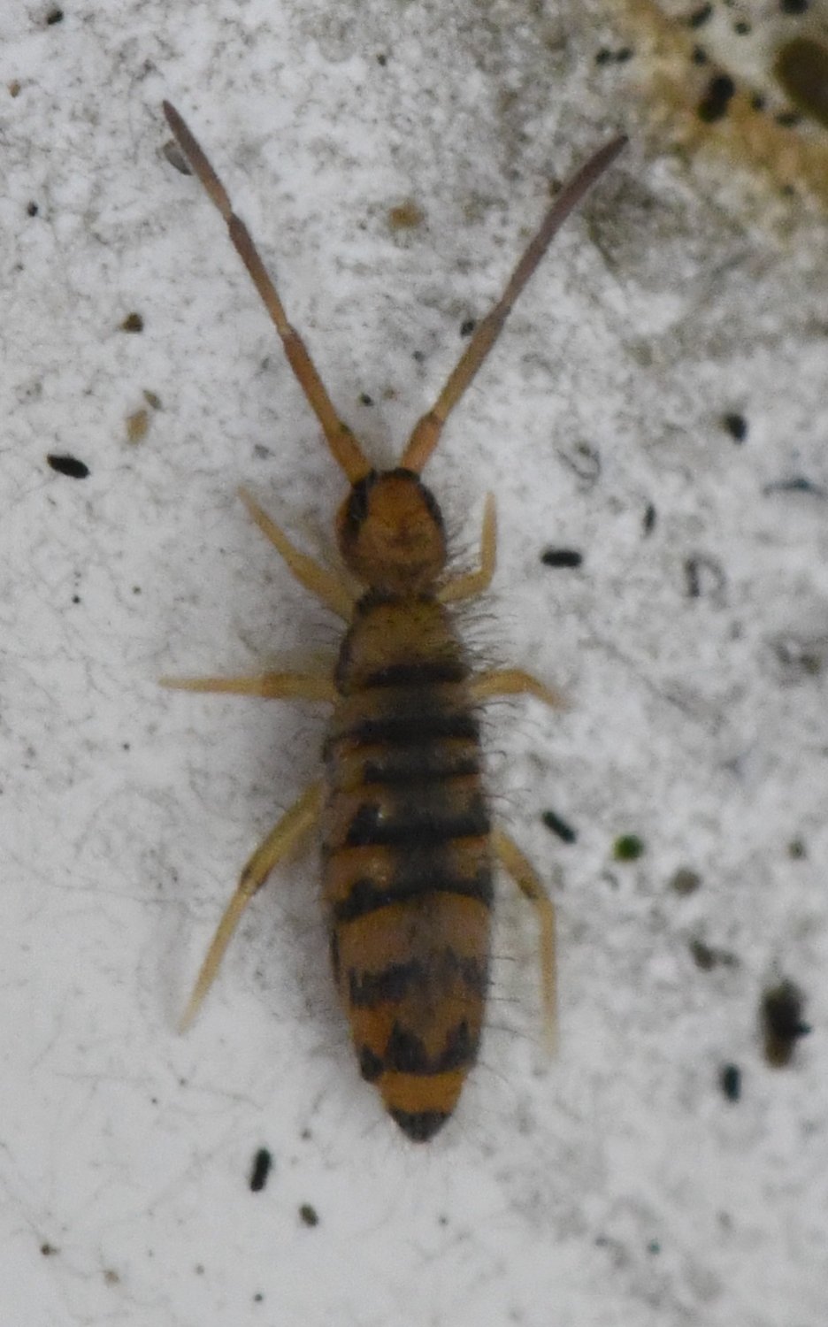 Réf. 298511 — ENTOGNATHA > Collembola > Entomobryidae > Entomobrya ...