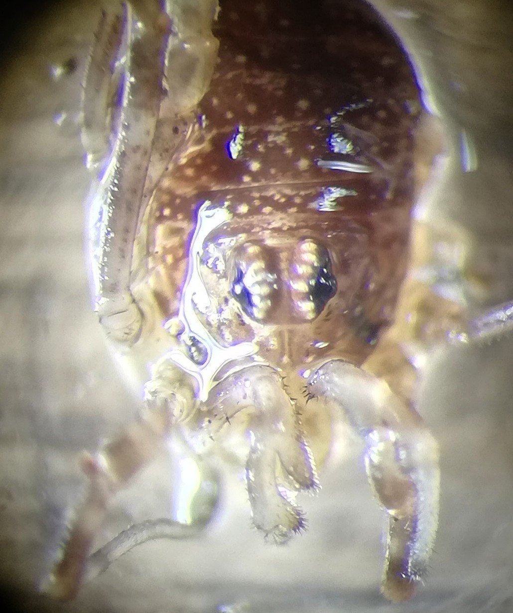 Réf. 298351 — ARACHNIDA > Opiliones > Phalangiidae > Rilaena ...