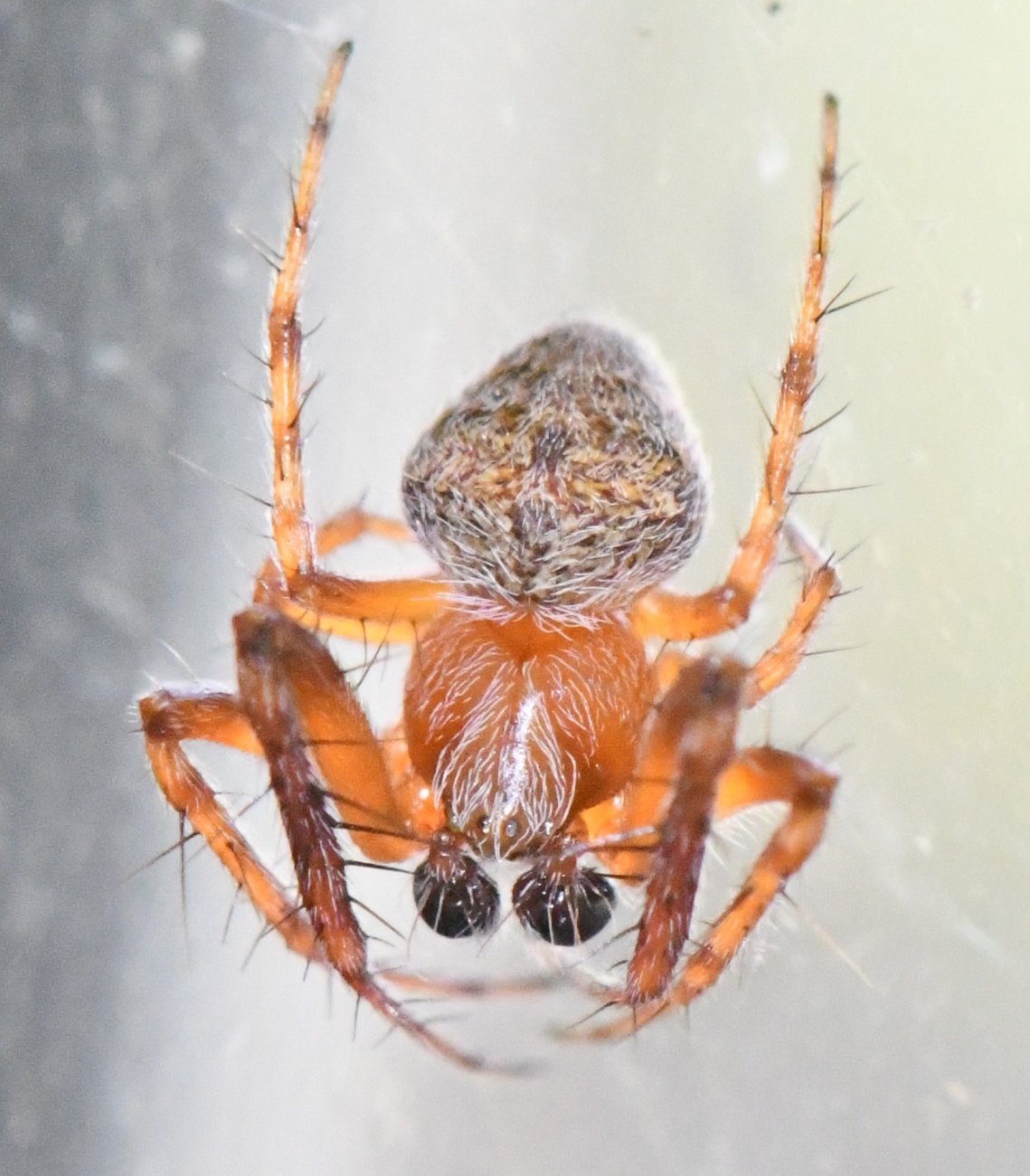 Réf. 299524 — ARACHNIDA > Araneae > Araneidae > Araneus (sturmi ...