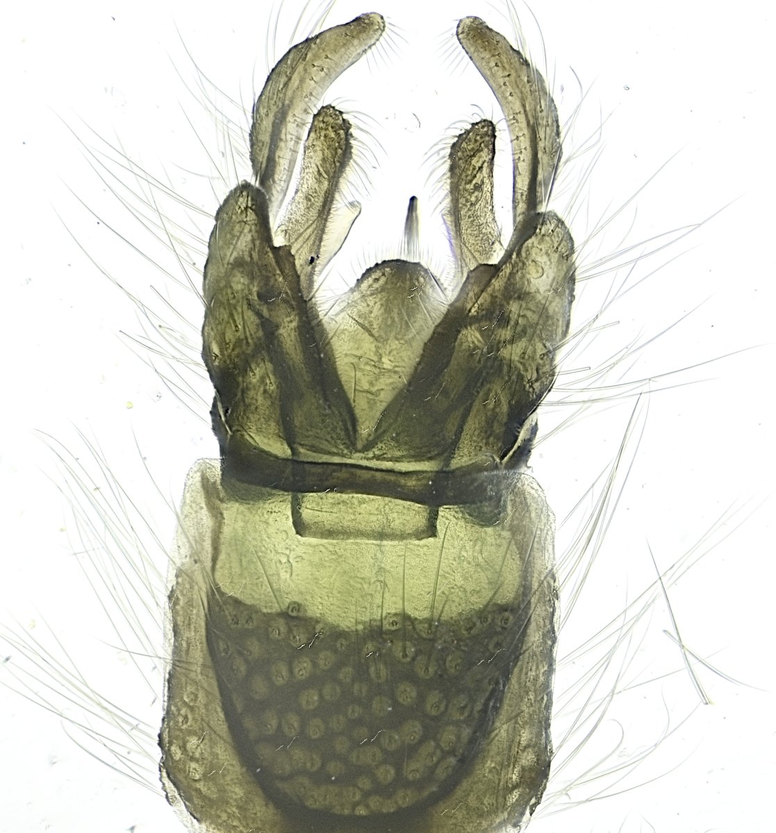 Réf. 299244 — INSECTA > Diptera > Chironomidae > Chironomus (Chironomus ...