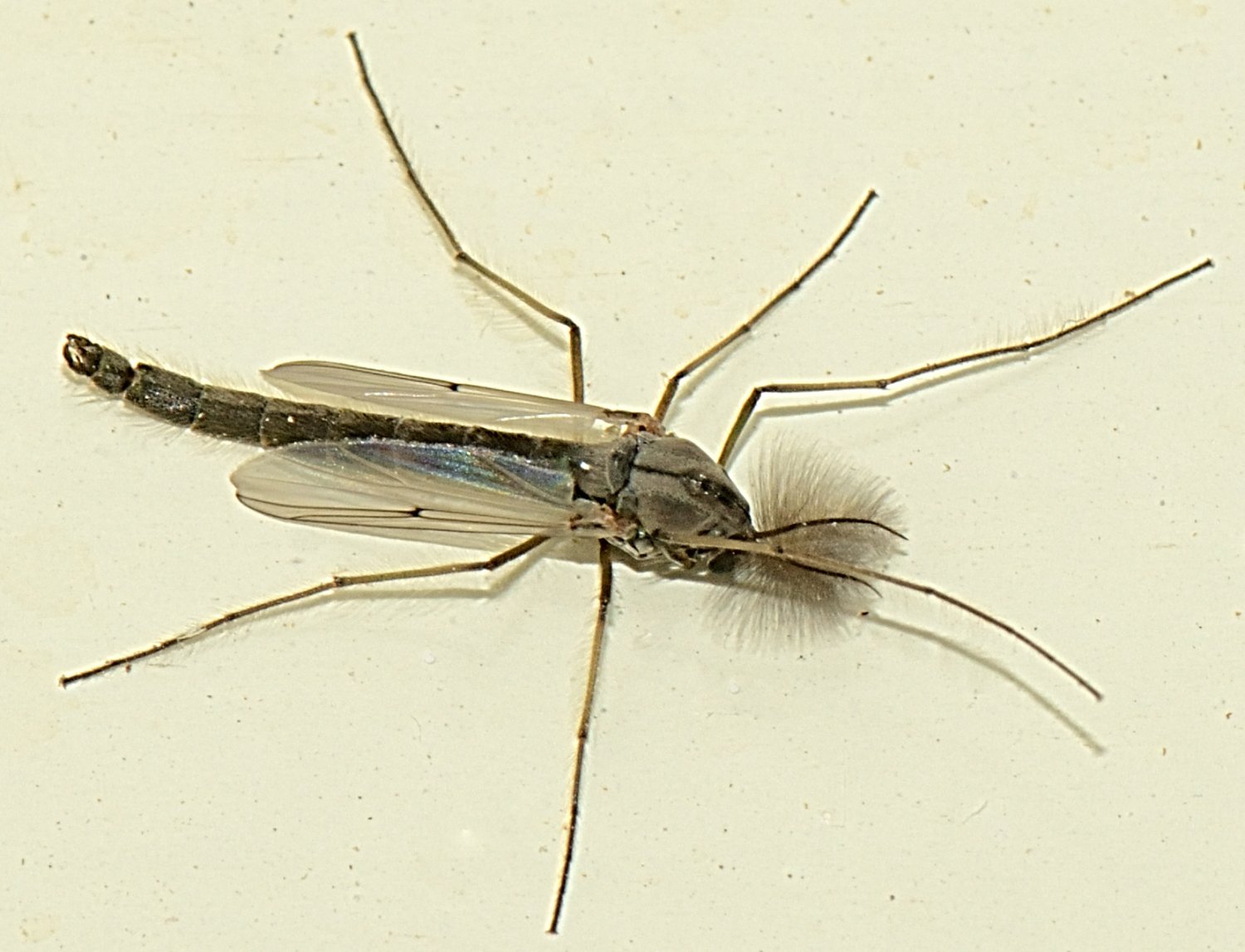 Réf. 299236 — INSECTA > Diptera > Chironomidae > Chironomus (Chironomus ...