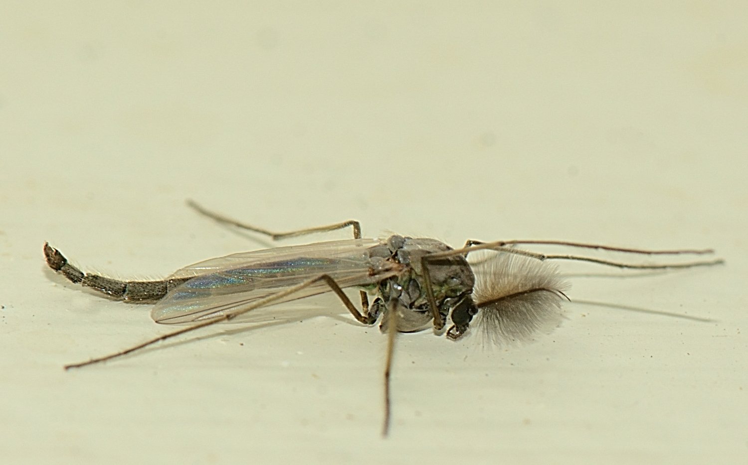 Réf. 299237 — INSECTA > Diptera > Chironomidae > Chironomus (Chironomus ...