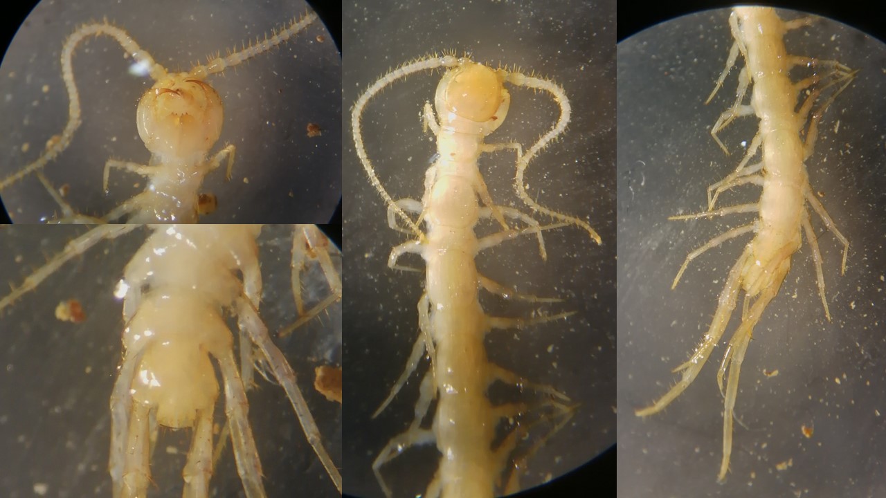 Réf. 299480 — CHILOPODA > Lithobiomorpha > Lithobiidae > Lithobius sp ...