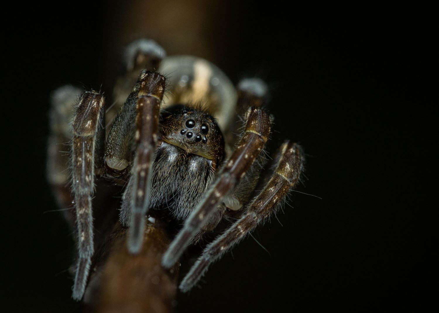 Réf. 299334 — ARACHNIDA > Araneae > Lycosidae > Arctosa fulvolineata - www.galerie-insecte.org