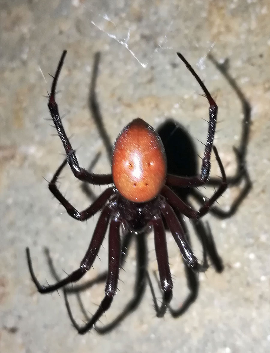 Meta bourneti (Arachnida, Araneae, Tetragnathidae) - www.galerie ...
