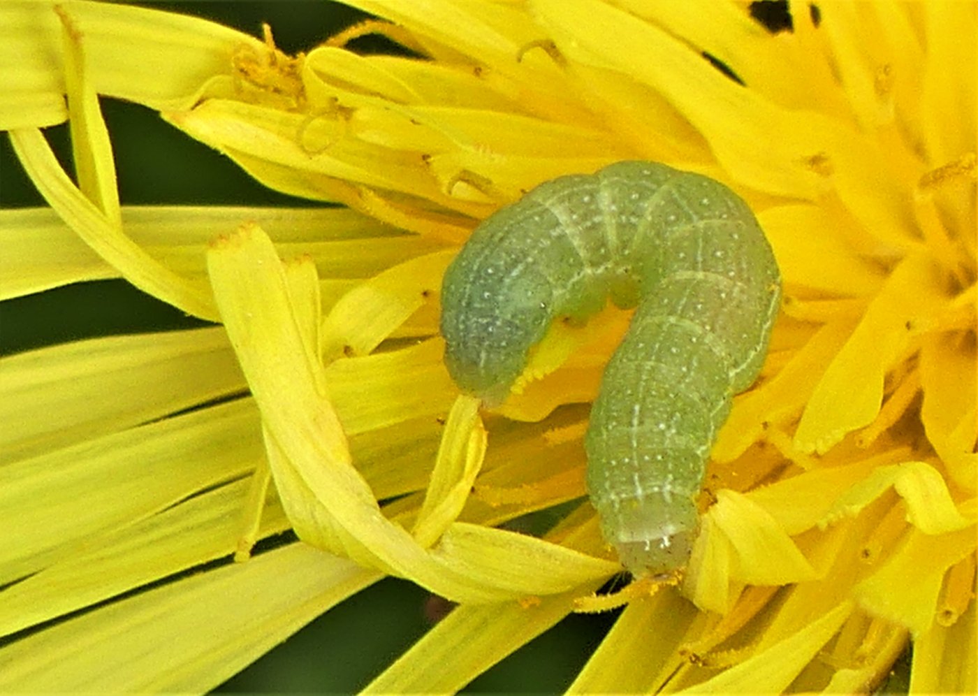 Réf. 299857 — INSECTA > Lepidoptera > Noctuidae > Agrochola (Agrochola ...
