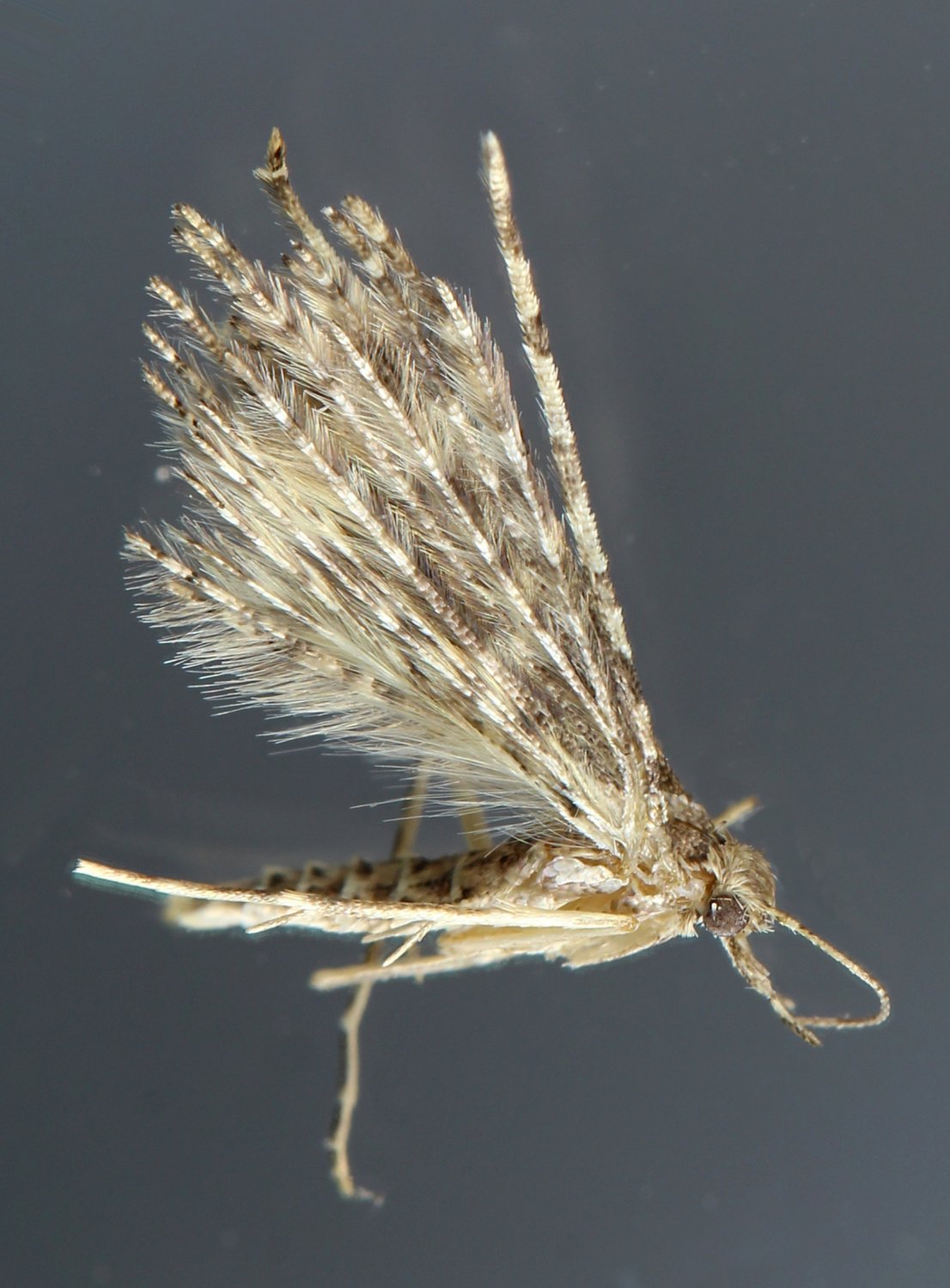 Réf. 299052 — INSECTA > Lepidoptera > Alucitidae > Alucita hexadactyla ...