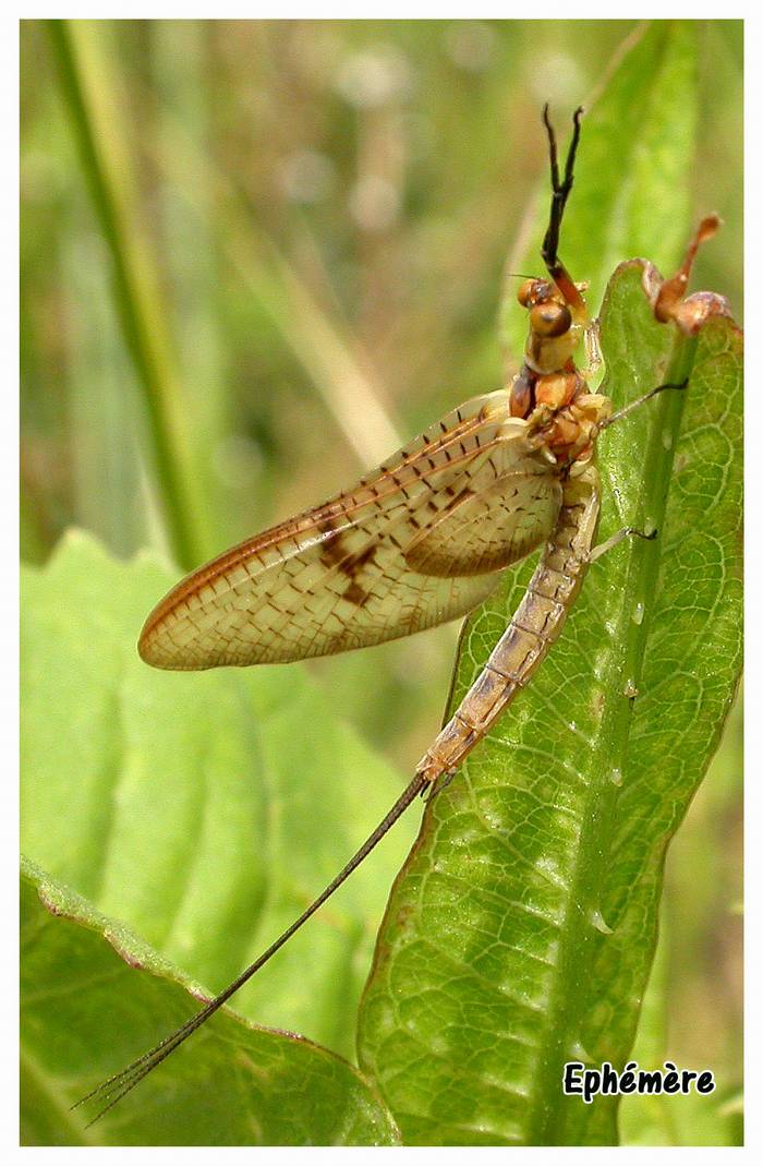 Réf. 3895 — INSECTA > Ephemeroptera > Ephemeridae > Ephemera glaucops ...