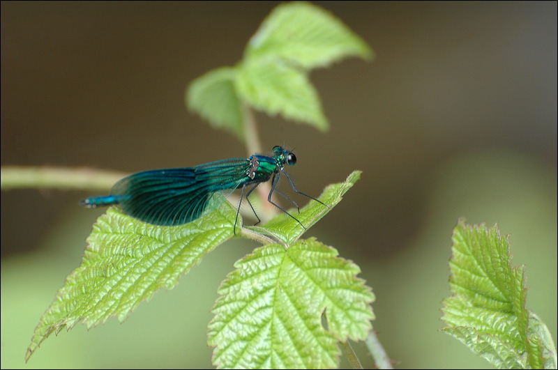 Réf. 30898 — INSECTA > Odonata > Calopterygidae > Calopteryx splendens ...