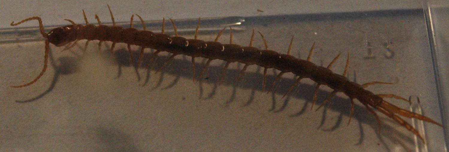 Réf. 30406 — CHILOPODA > Scolopendromorpha > Cryptopidae > Cryptops anomalans - www.galerie ...