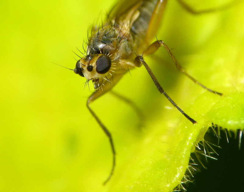 Réf. 30934 — INSECTA > Diptera > Lonchopteridae > Lonchoptera lutea ...